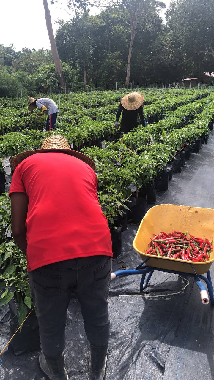 Cili Merah Kulai Berkualiti Tinggi | Cili Johol