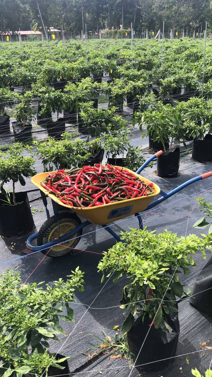 Soalan Lazim Ladang Cili | Cili Johol