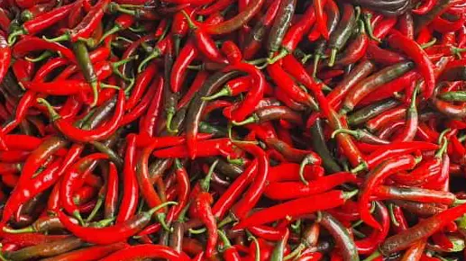 Cili Merah Kulai Berkualiti Tinggi | Cili Johol