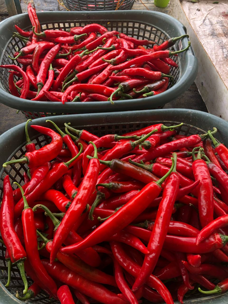 Soalan Lazim Ladang Cili | Cili Johol