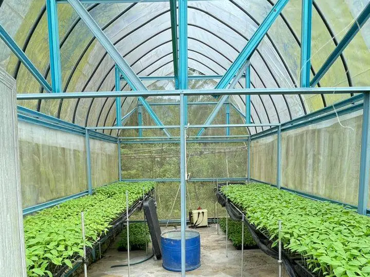 Cili Merah Kulai Berkualiti Tinggi | Cili Johol